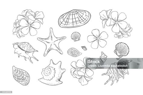 조개와 프란지파니 세트 흰색 배경에 고립 된 껍질과 깃털 꽃 벡터 일러스트레이션 가리비에 대한 스톡 벡터 아트 및 기타 이미지 가리비 갑각류 개체 그룹 Istock