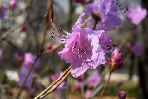 7 무료 여홍철 And 철쭉꽃 이미지 Pixabay