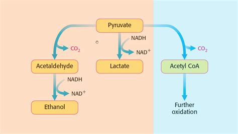 SOLUTION Krebs Cycle Studypool
