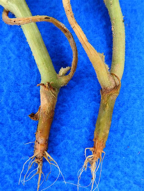 Pythium Root Rot In Cucurbits Vegetable Pathology Long Island