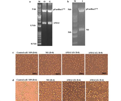 Construction Of Pfastbac1 ™ Vectors And Recombinant Baculoviruses Rbv Download Scientific