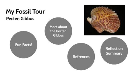 Pecten Gibbus By Lexie Douctre On Prezi