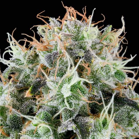 Apple Drops Grounded Genetics Goodtripclub