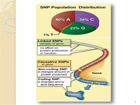 Single Nucleotide Polymorphism Pptx