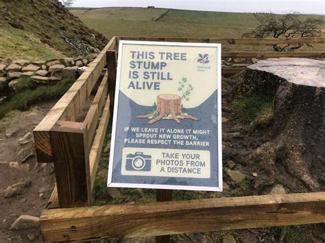 Sycamore Gap Defendant Could Not Understand Outcry Over Tree Felling