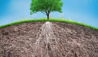 Deep Root Fertilization Strobert Tree Services