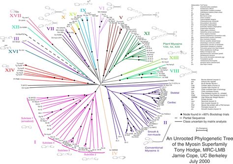 Phylogenetic Tree Paleontology Wiki Fandom Powered By Wikia