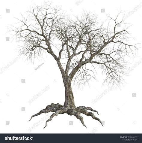 3d Render Tree Trunk Without Leaves Stock Illustration 2233268115 Shutterstock
