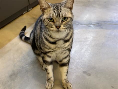 폼피츠아메리칸숏헤어 금순돌멩이 스피츠성격 시바견성격 시베리안허스키성격 시츄성격 요크셔테리어성격 웰시코기성격 이탈리아그레이하운드성격 치와와성격 코카스파니엘성격 폼스키성격