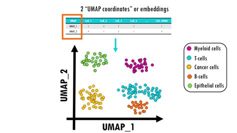 Easy UMAP Explained With An Example Biostatsquid Com