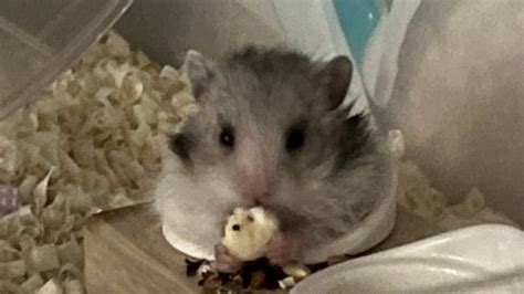 아기 골든햄스터 입양 브이로그 골든 햄스터 분양 입양 Youtube