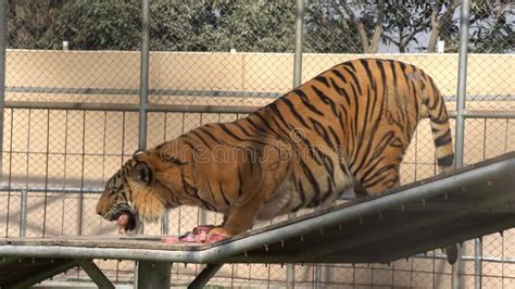 Bengal Tiger Eating Raw Meat In Enclosure Wildlife Photography Stock