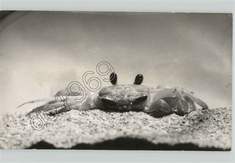 Fiddler Crab Pet