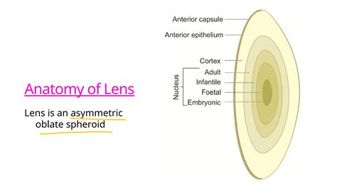 Anatomy Of Lens And Physiology Of Lens Ppt Ppt