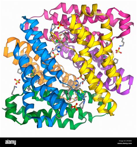 Superoxide Dismutase Structure