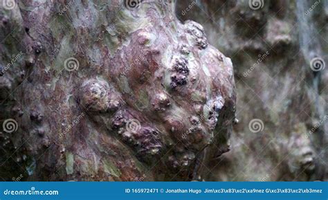 Ancient Chinese Tree Bark Texture Background Stock Image Image Of Tall Rocks