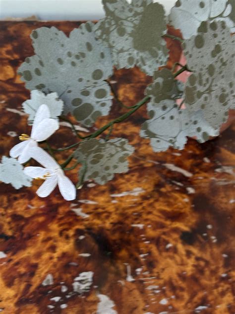 Geranium Trailing Geranium Trailing