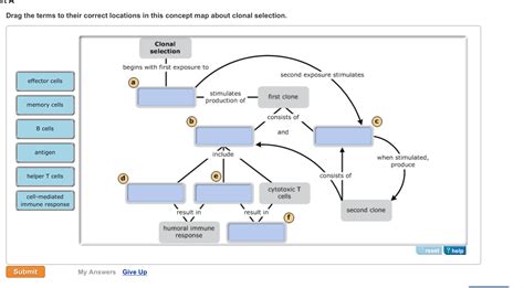 Solved Drag The Terms To Their Correct Locations In This