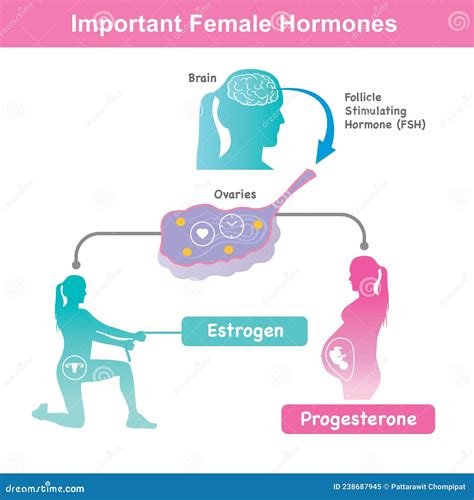 Important Female Hormones Illustration Stock Vector Illustration Of