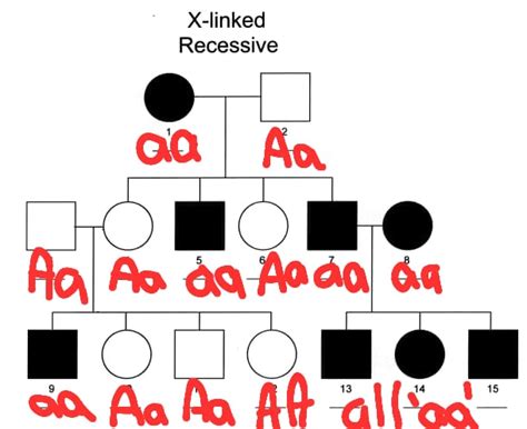 X Linked Dominant Pedigree Answered A Which Individual What Number