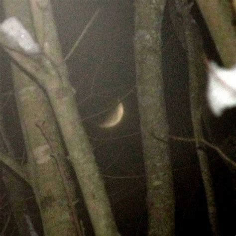 Stream Victorian Geyser Version By Anvil In The Lake Listen Online