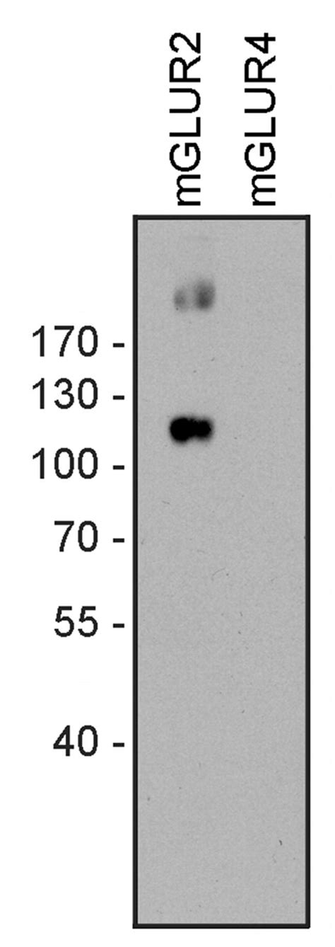 Mglur2 Antibody 720275