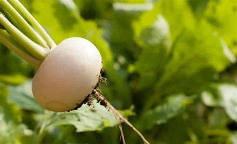 What Do Turnips Taste Like Kitchenvile