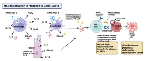 Inflammatory Cytokines Comprising Il 12 Il 15 Il 2 Ifn α And Inf β Download Scientific