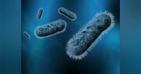Who Releases Updated Bacterial Priority Pathogens List 2024 To Combat Antimicrobial Resistance