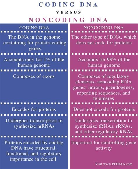 Understanding The Difference Between Coding And Noncoding Dna