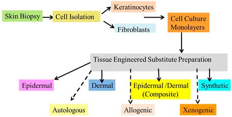 Ijms Free Full Text Advances In Skin Regeneration Using Tissue Engineering