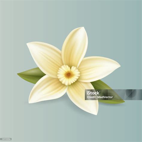 벡터 3d 현실적인 달콤한 향기로운 신선한 바닐라 꽃이 파란색 배경에 분리된 나뭇잎 근접 촬영 독특한 향료 요리 개념을 위한 디자인 템플릿입니다 앞 View 바닐라 양념류에