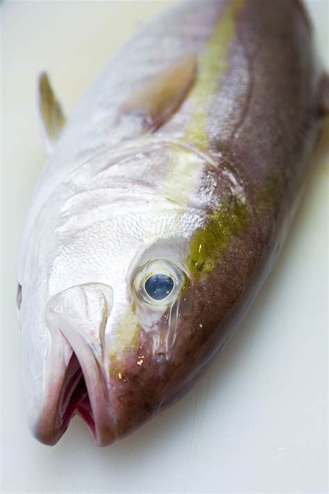 冬季正是吃魚季（一） 基隆的紅甘 鯤壽司
