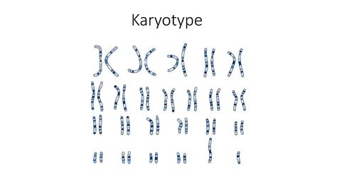 What Is The Definition Of Karyotype In Biology Free Expert Qanda Bartleby