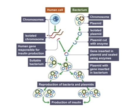 Genetic Modification Genetic Engineering Flashcards Quizlet