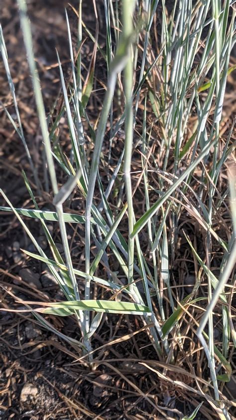 Thinopyrum Intermedium Subsp Intermedium