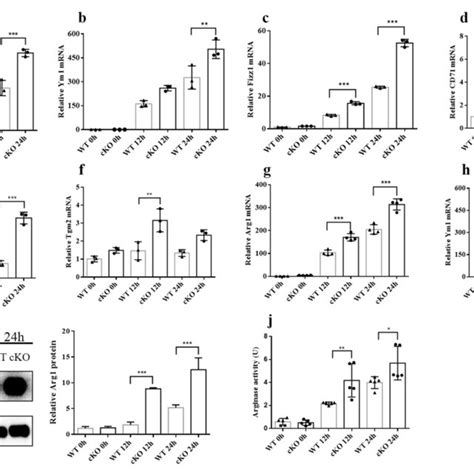 Loss Of Runx1 Promoted M2 Macrophage Polarization Induced By Il 4il 13