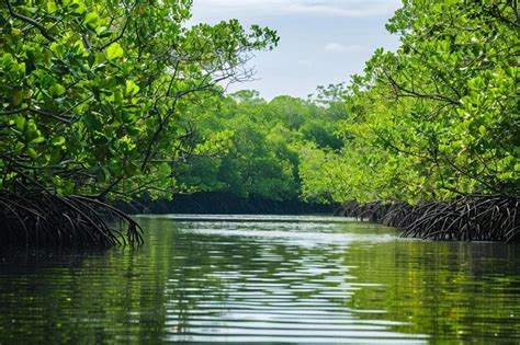 Premium Photo Exploring The Ecological Role Of Mangrove Forests Generative Ai