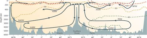 Schematic Diagram Of Subsurface Circulation And Doc Distribution In The