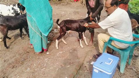 ছাগল এর Ppr ভ্যাকসিন দেওয়া হচ্ছে ছাগল ভেড়া কে কি ভাব পি পি আর ভ্যাকসিন দেওয়া হয় Youtube