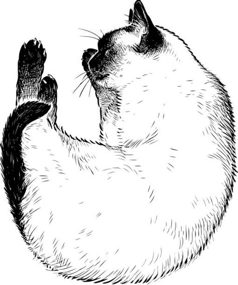 Siamese Cat Drawing Illustrations Royalty Free Vector Graphics And Clip