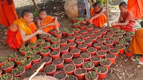 ដាំផ្កាម៉ោង10 ចំនួន 100ផើង ដោយសាមណេរ Youtube