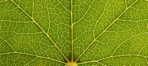 Containment Efforts Appear To Step Down The Spread Of Covid From The