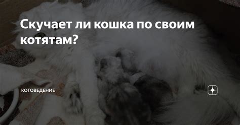 Скучает ли кошка по своим котятам КотоВедение Зоопсихолог Юлия Иванова Дзен