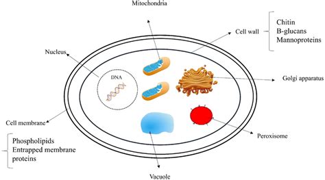 Filesimple Diagram Of Yeast Cell Ensvg Simple Yeast Cell Images