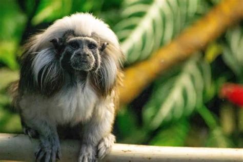 13 Different Types Of Monkeys From Around The World Nayturr
