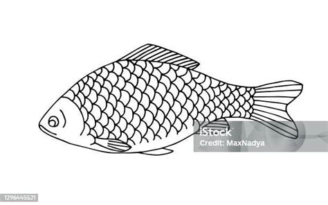 검은 윤곽선이 있는 손으로 그린 벡터 일러스트레이션 민물 호수 물고기 십자가 잉어 색칠 공부 인쇄물 로고 낚시 태클 메뉴 요리 레스토랑 자연 어부의 캐치 색칠하기에 대한