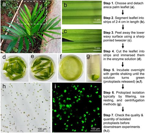 Schematic Illustration Of Areca Palm Protoplast Isolation A A Healthy Download Scientific