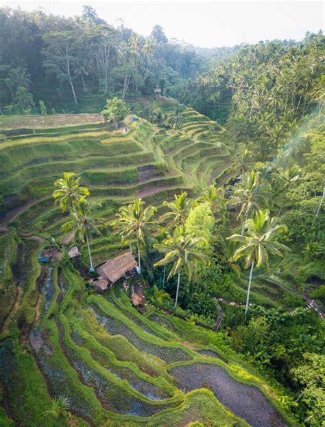 Incredible Tree Houses In Bali For A Unique Stay