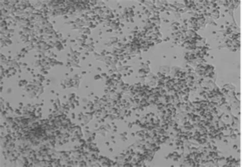 Material Testing Laboratories Services At ₹ 5500 Test In Chennai Id 2852594428648